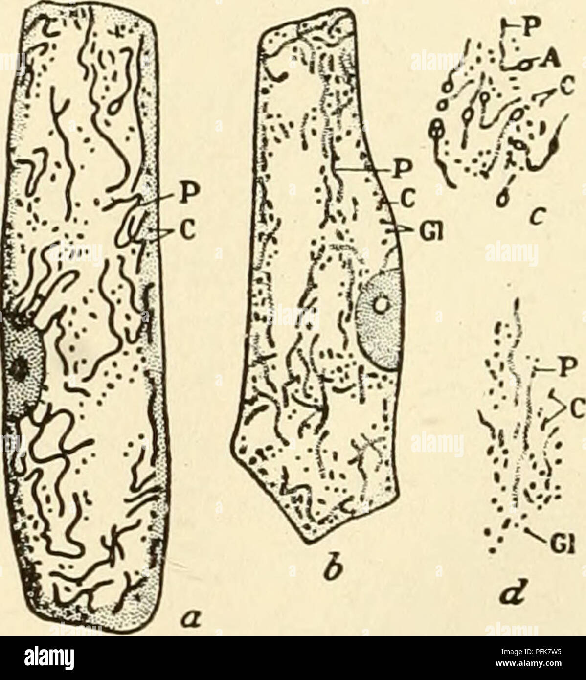 Starch granules in plant cells hi-res stock photography and images - Alamy