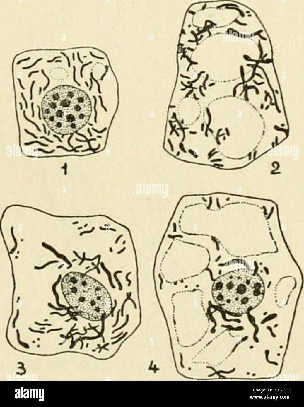 This work focuses on the study of the plant cell's cytoplasm ...
