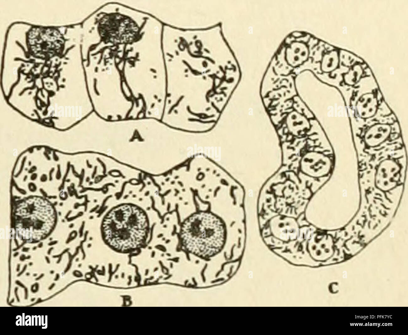 . The cytoplasm of the plant cell. Plant cells and tissues; Protoplasm ...