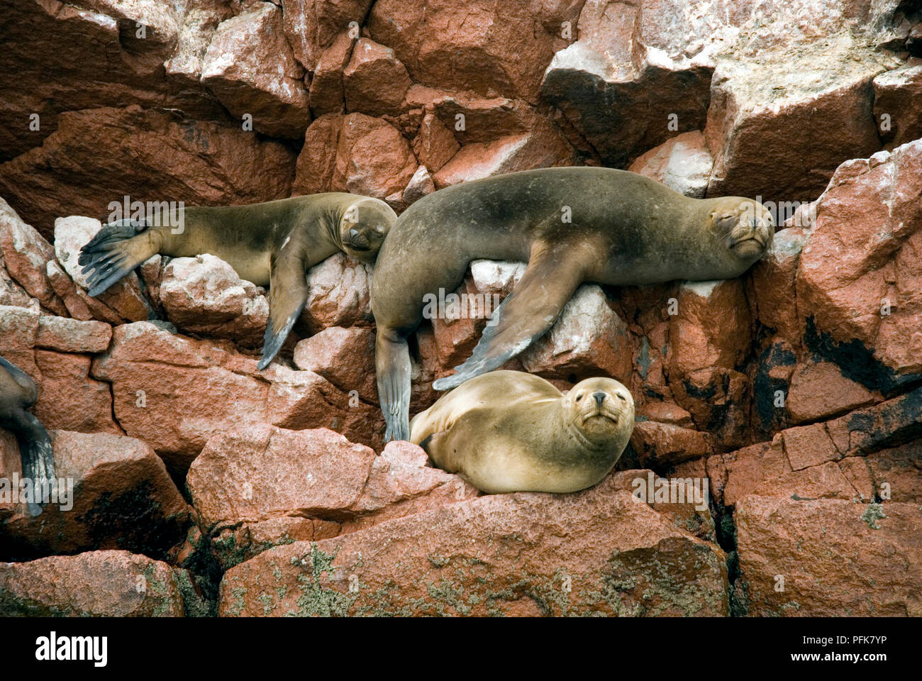 Resting sea lions hi-res stock photography and images - Alamy