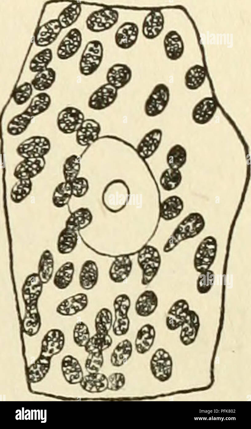 Starch granules in plant cells hi-res stock photography and images - Alamy