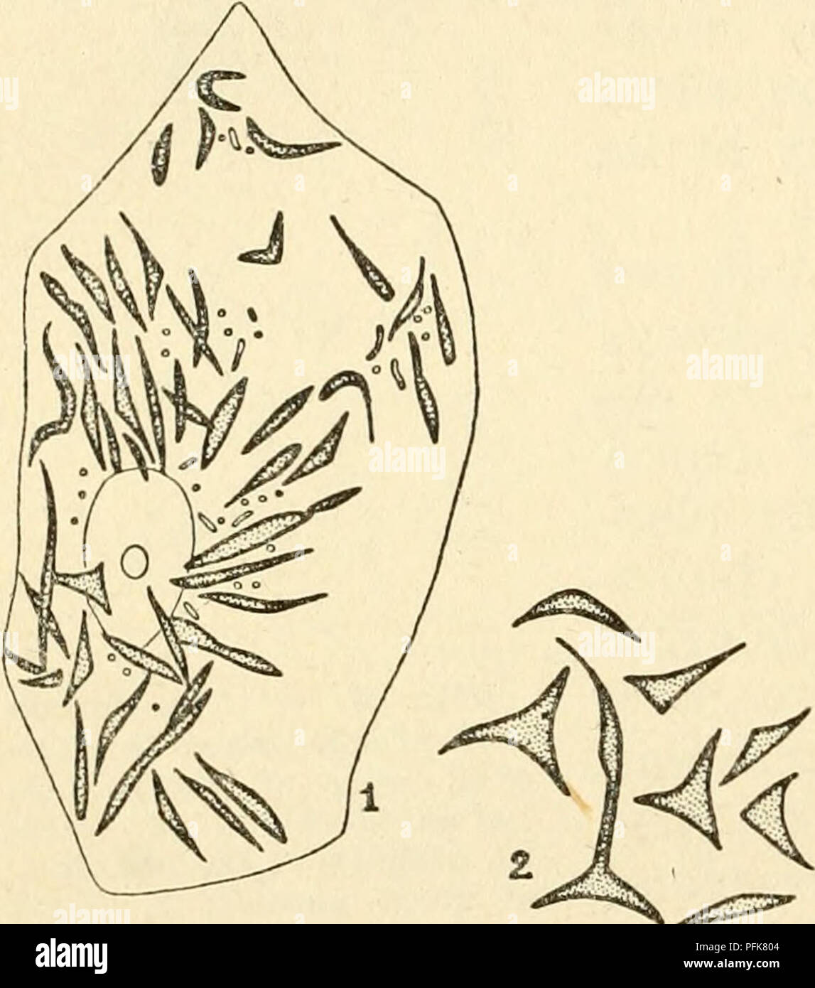 This scientific paper discusses the structure of plant cell cytoplasm ...