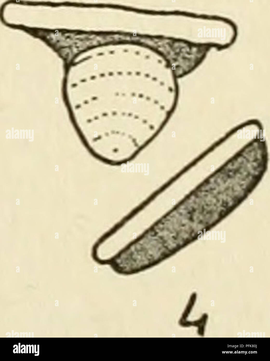 . The cytoplasm of the plant cell. Plant cells and tissues; Protoplasm ...
