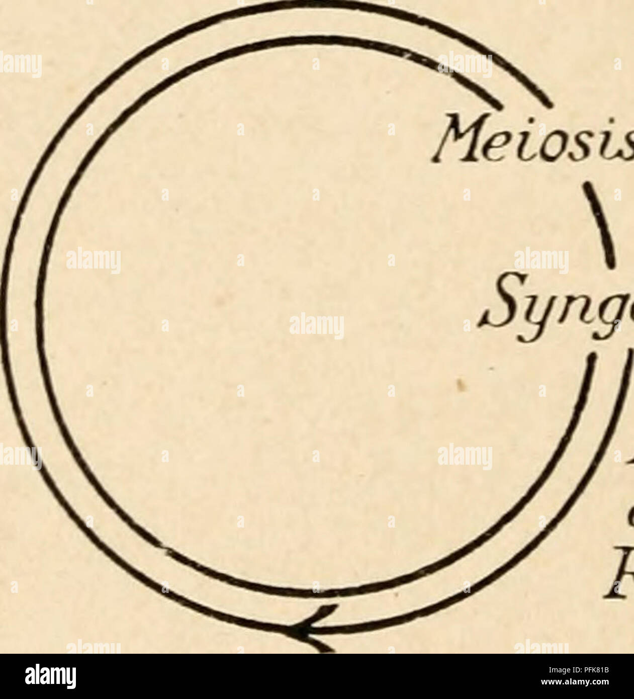 Meiosis ii hi-res stock photography and images - Alamy