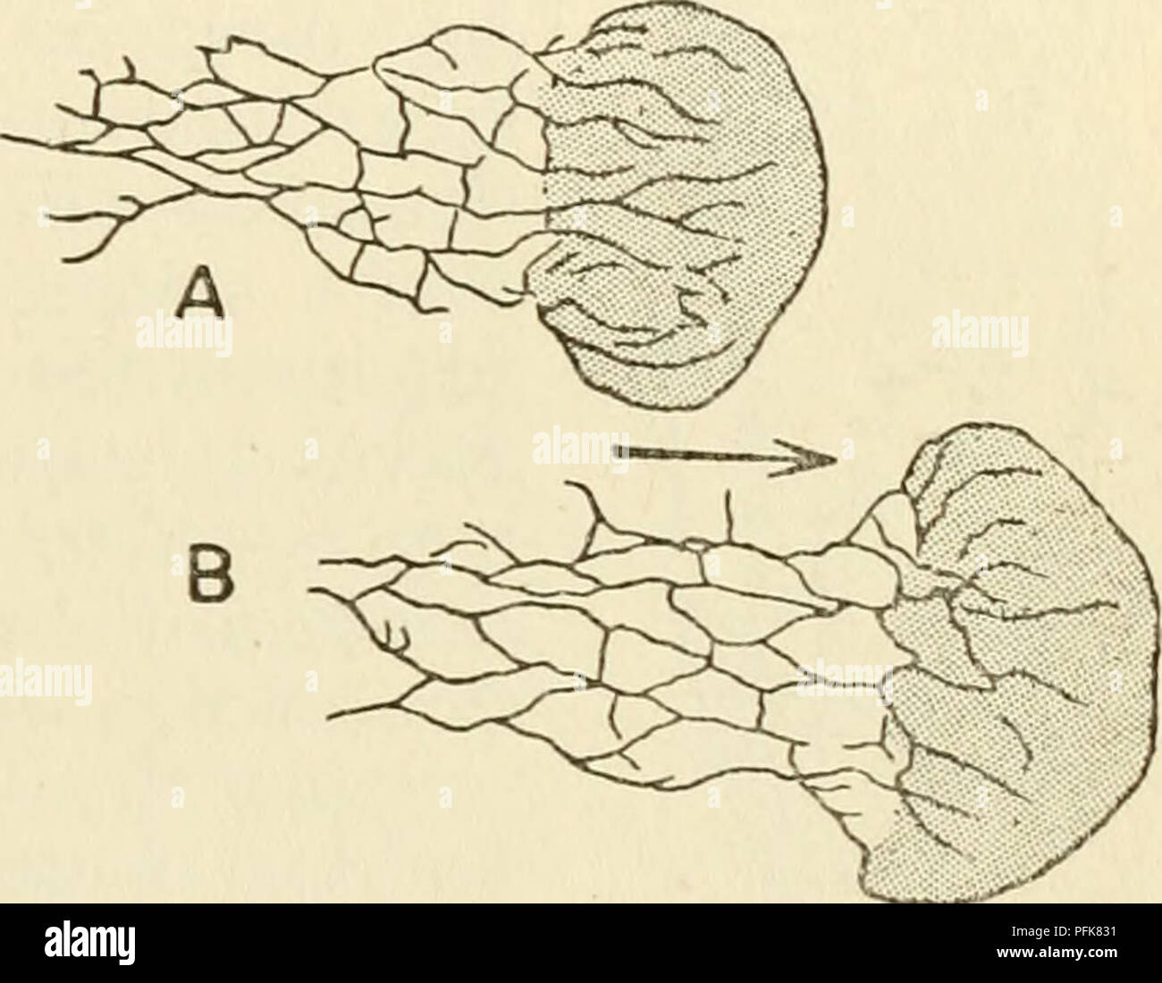 . The cytoplasm of the plant cell. Plant cells and tissues; Protoplasm ...