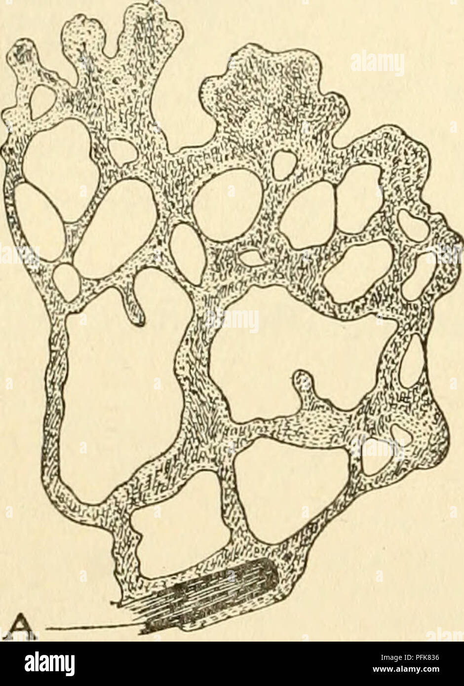 The cytoplasm of plant cells plays a crucial role in cellular processes ...