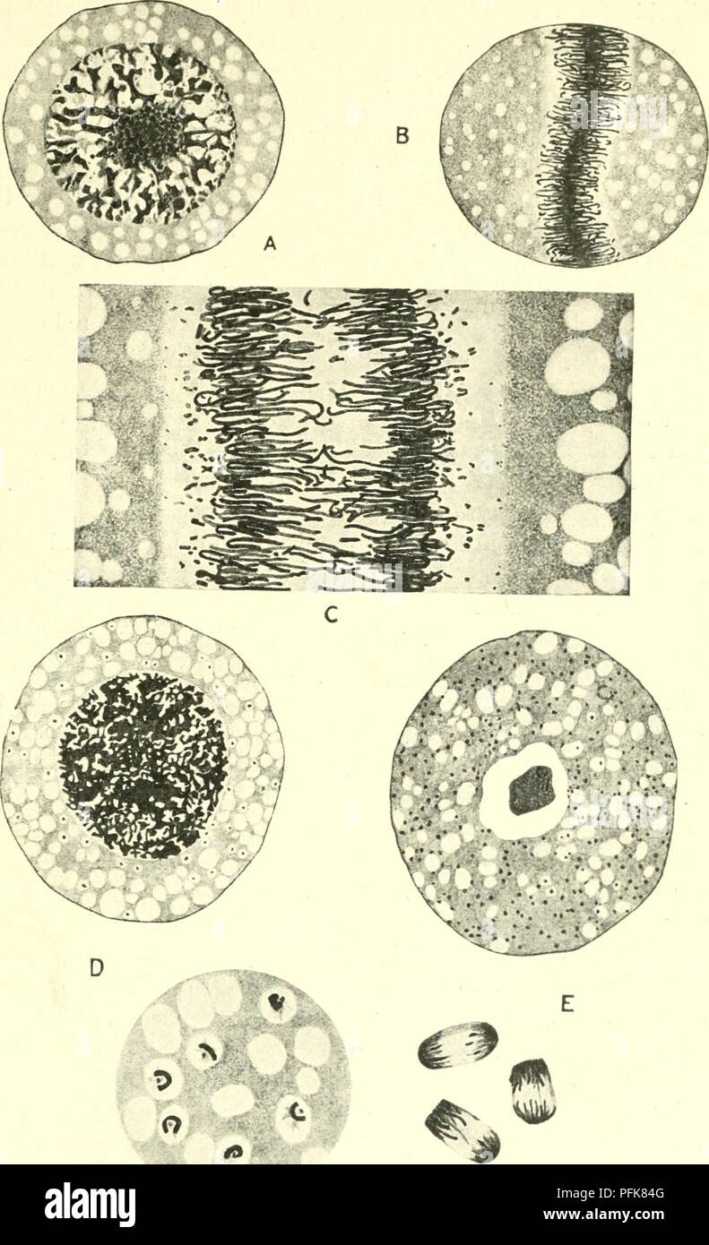 . Cytology, with special reference to the metazoan nucleus. Cells ...
