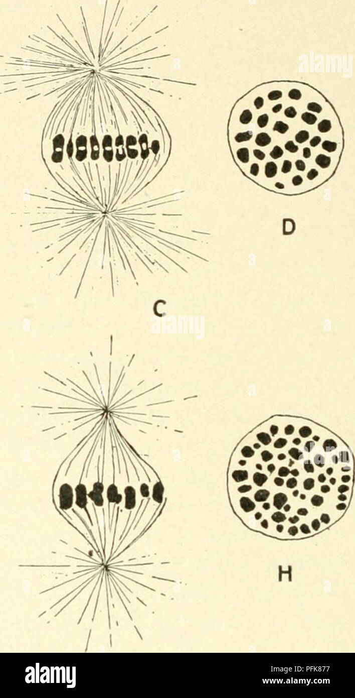 Bivalent chromosomes hi-res stock photography and images - Alamy