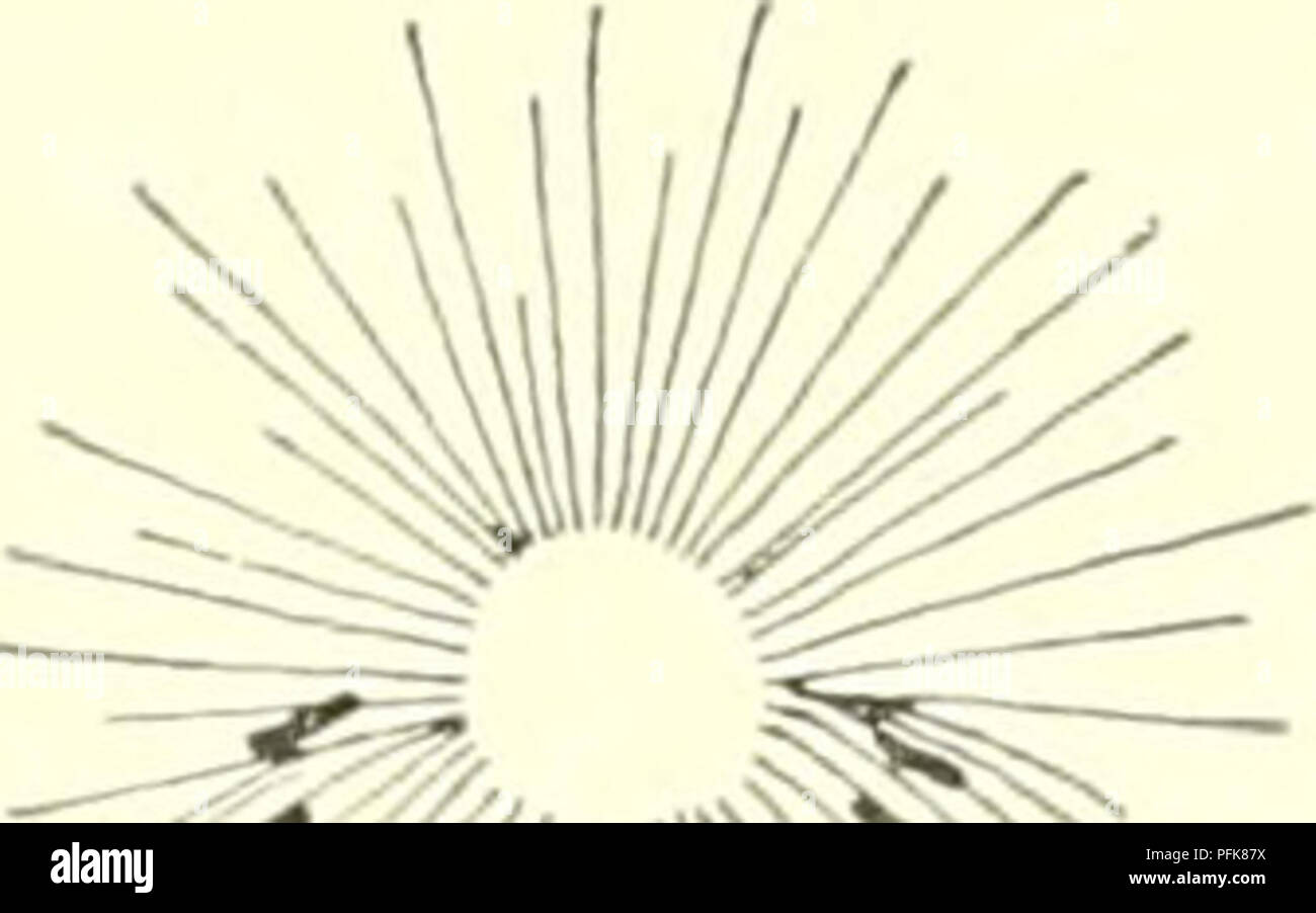 Morphological differences hi-res stock photography and images - Alamy
