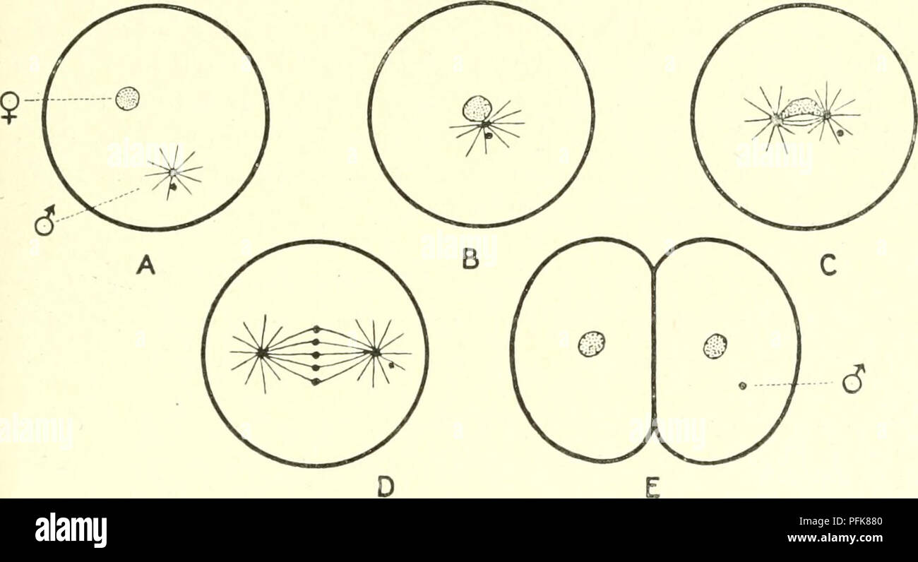 This image highlights the study of cytology with a focus on the ...
