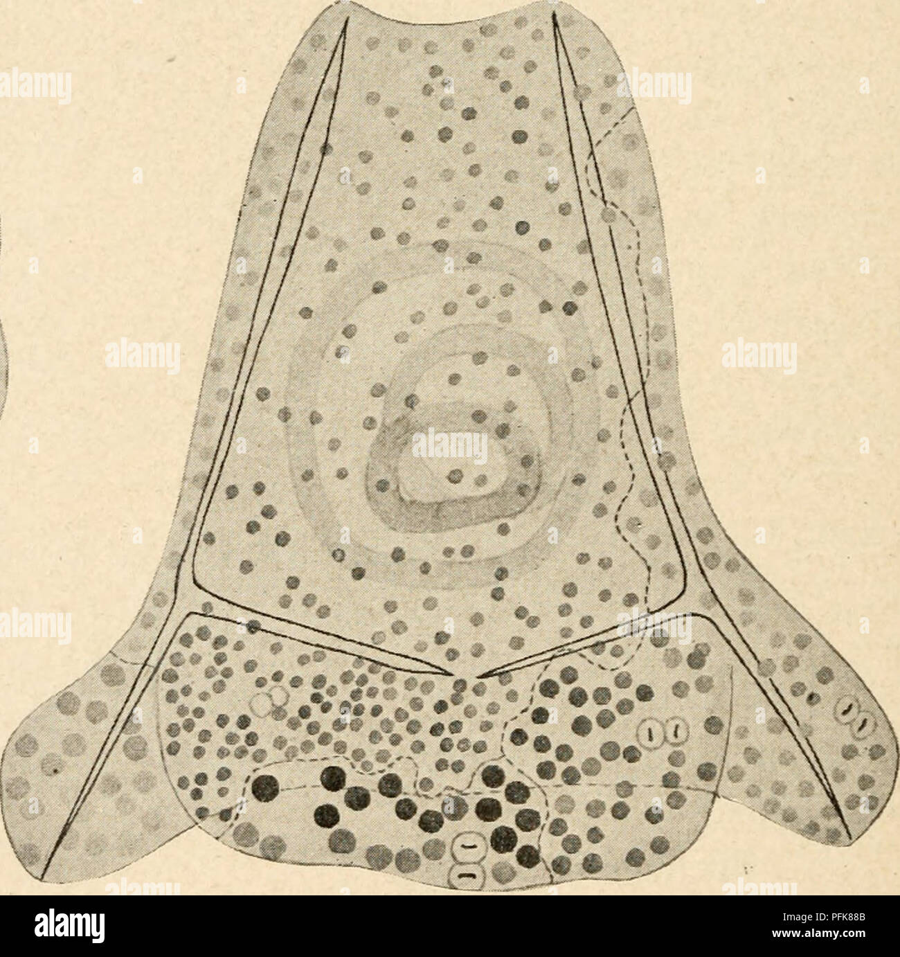 Dispermic hi-res stock photography and images - Alamy