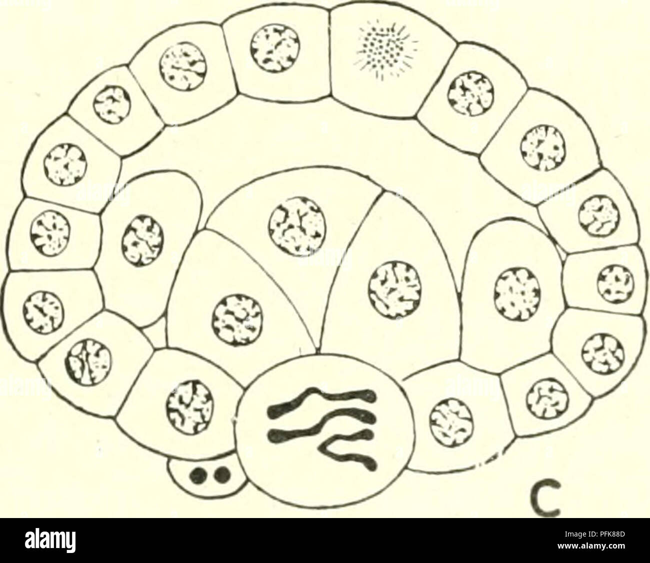 . Cytology, with special reference to the metazoan nucleus. Cells ...