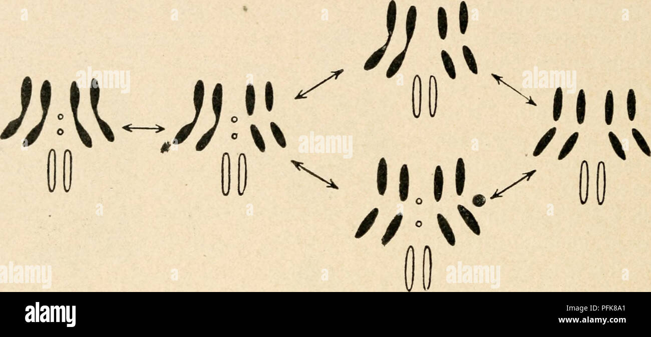 Bivalent chromosomes hi-res stock photography and images - Alamy