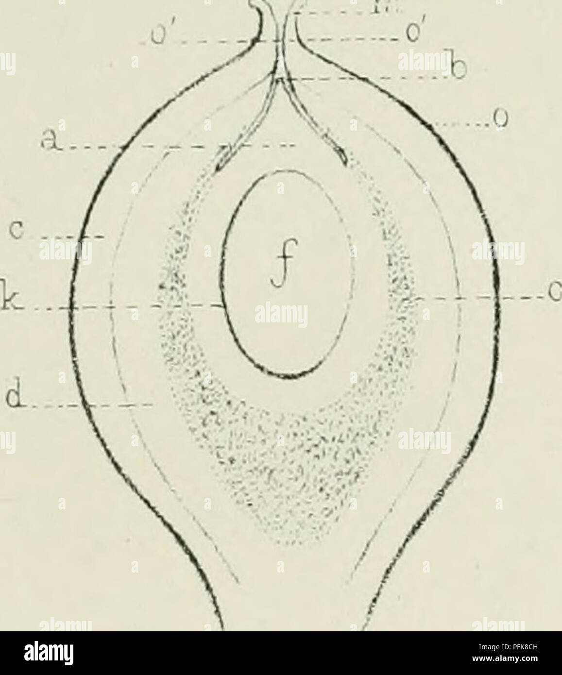 This scientific communication covers the species *Cycas inermis* and ...