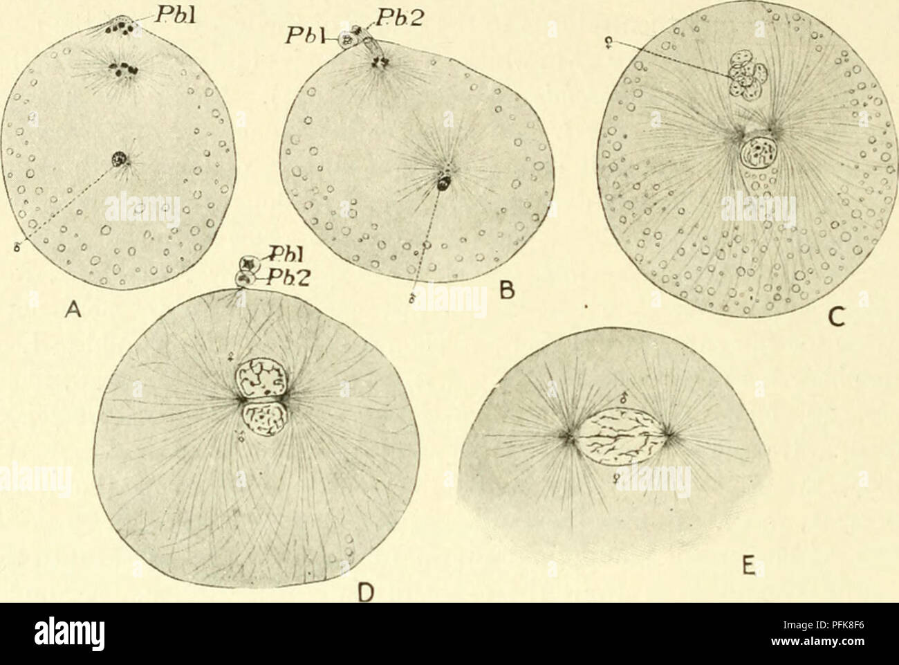 . Cytology, with special reference to the metazoan nucleus. Cells ...