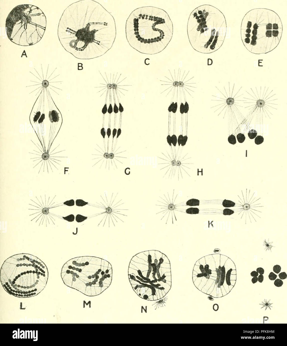 Bivalent chromosomes hi-res stock photography and images - Alamy