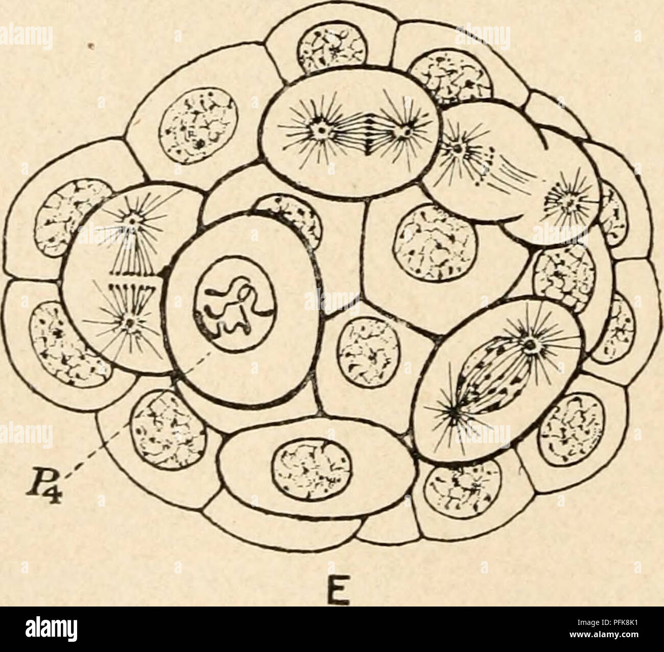 . Cytology, with special reference to the metazoan nucleus. Cells. Fig ...