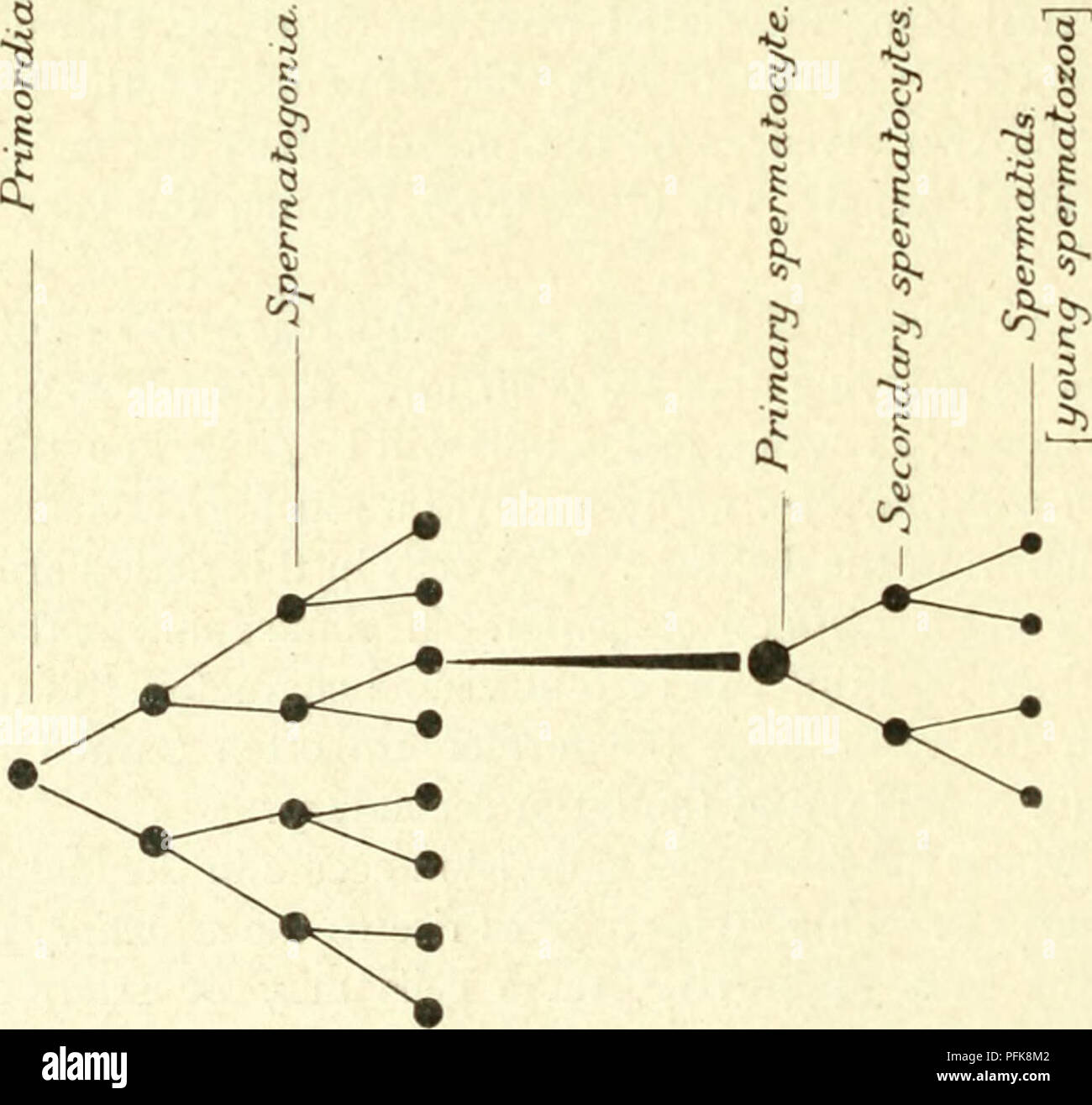 Spermatid hi-res stock photography and images - Alamy