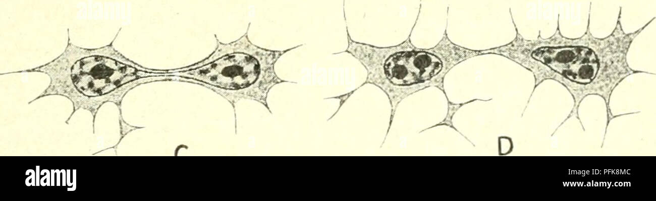. Cytology, with special reference to the metazoan nucleus. Cells ...