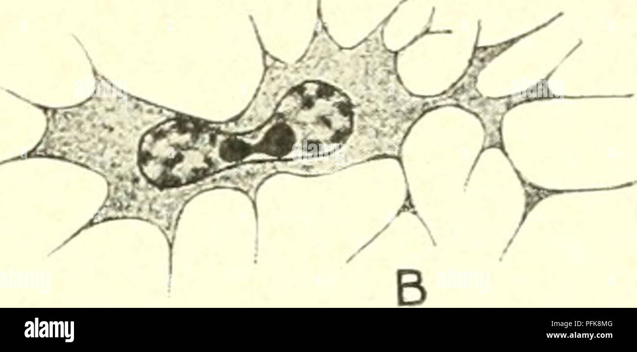Amitosis Stock Photos & Amitosis Stock Images - Alamy