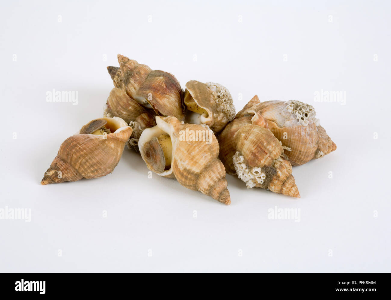 Whelks close up High Resolution Stock Photography and Images - Alamy