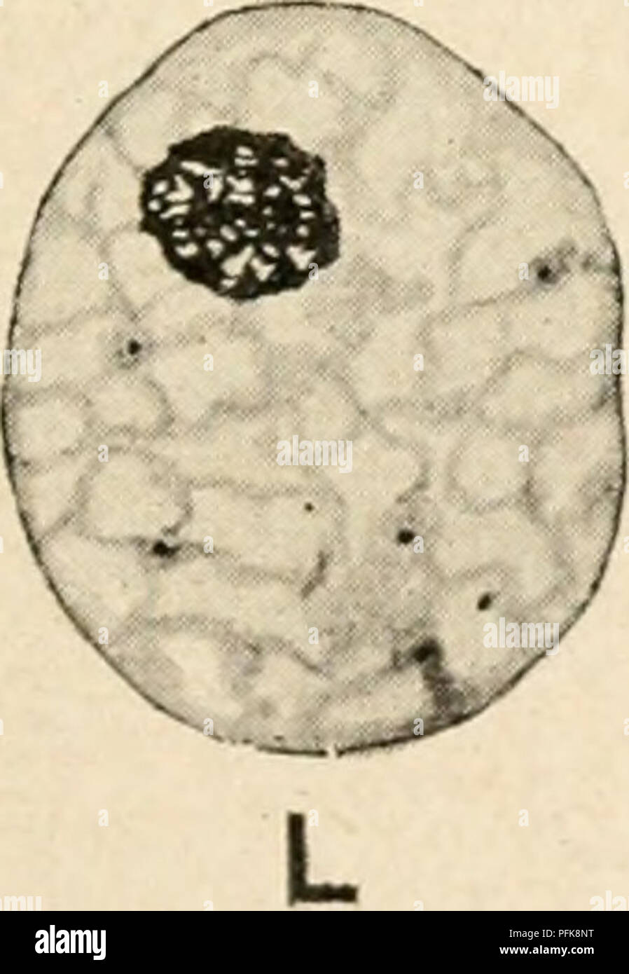This Work By Wilfred Eade Agar Examines The Structure And Function Of