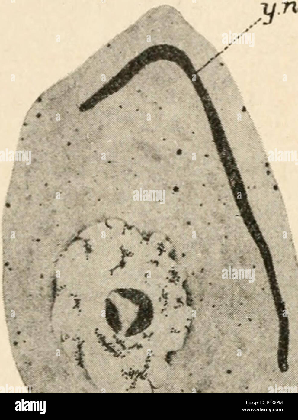 Germinal stage hi-res stock photography and images - Alamy