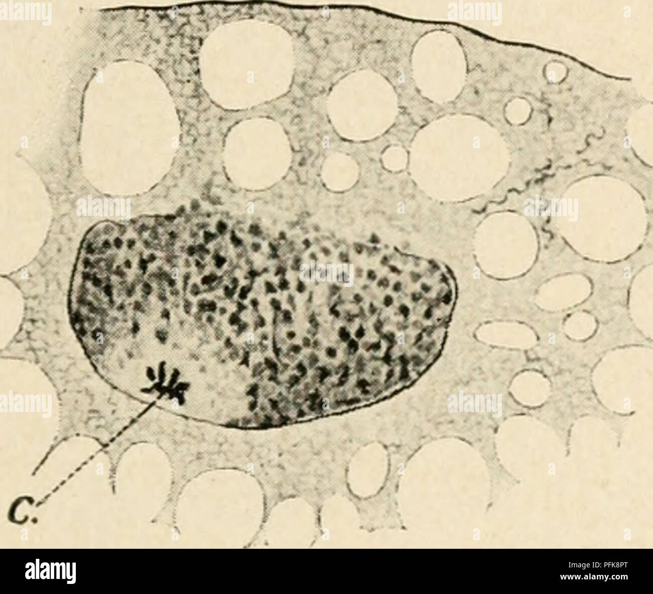 The image illustrates cytological studies focusing on the metazoan ...