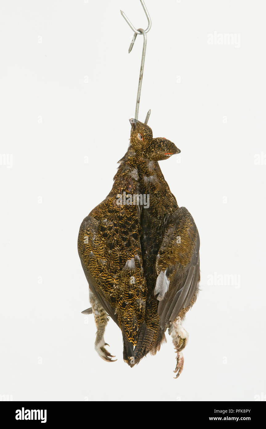 Metal dead hi-res stock photography and images - Alamy