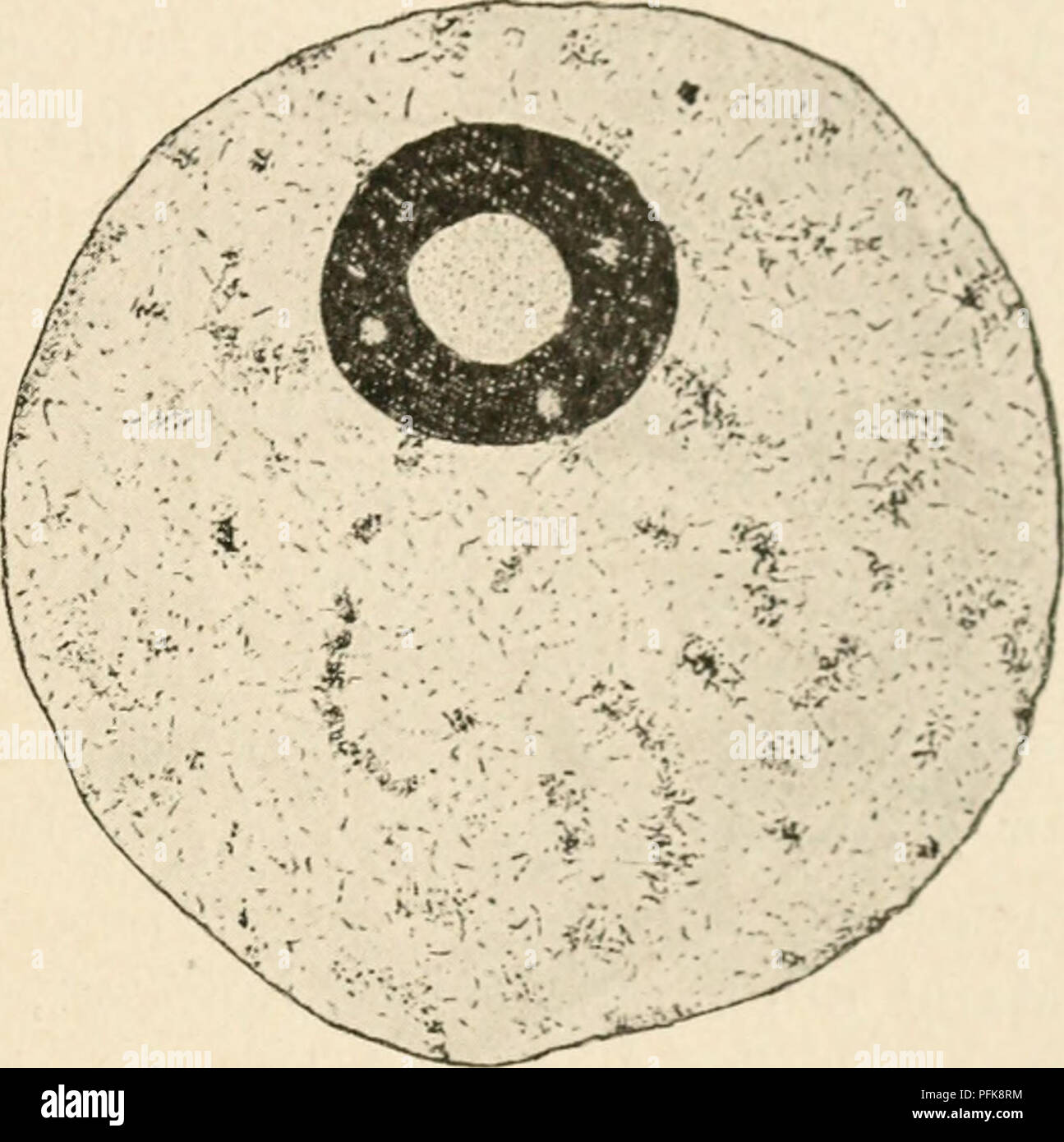 This Work On Cytology Explores The Structure And Function Of The