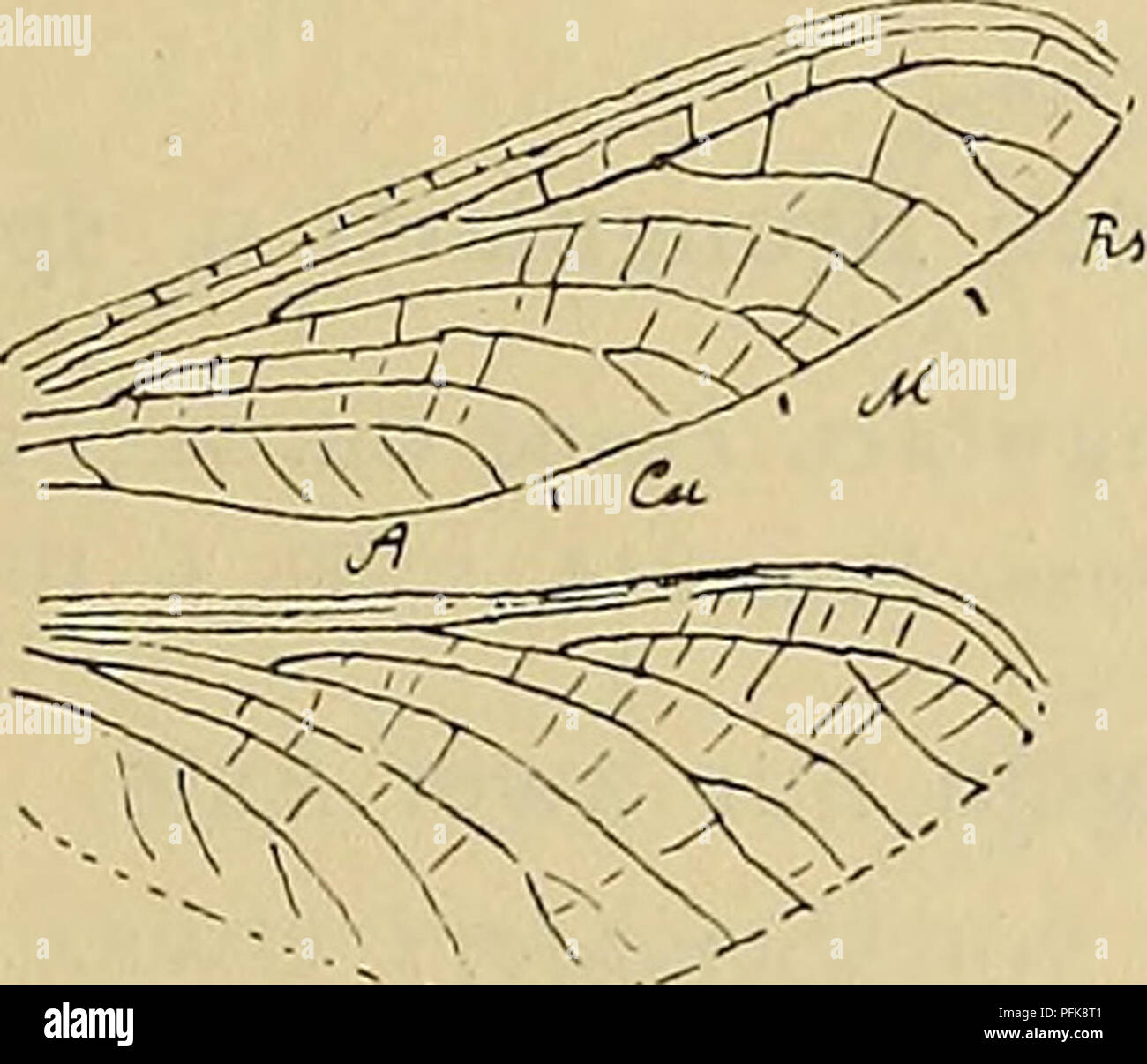 This illustration from the 'Denkschriften' of the Austrian Academy of ...