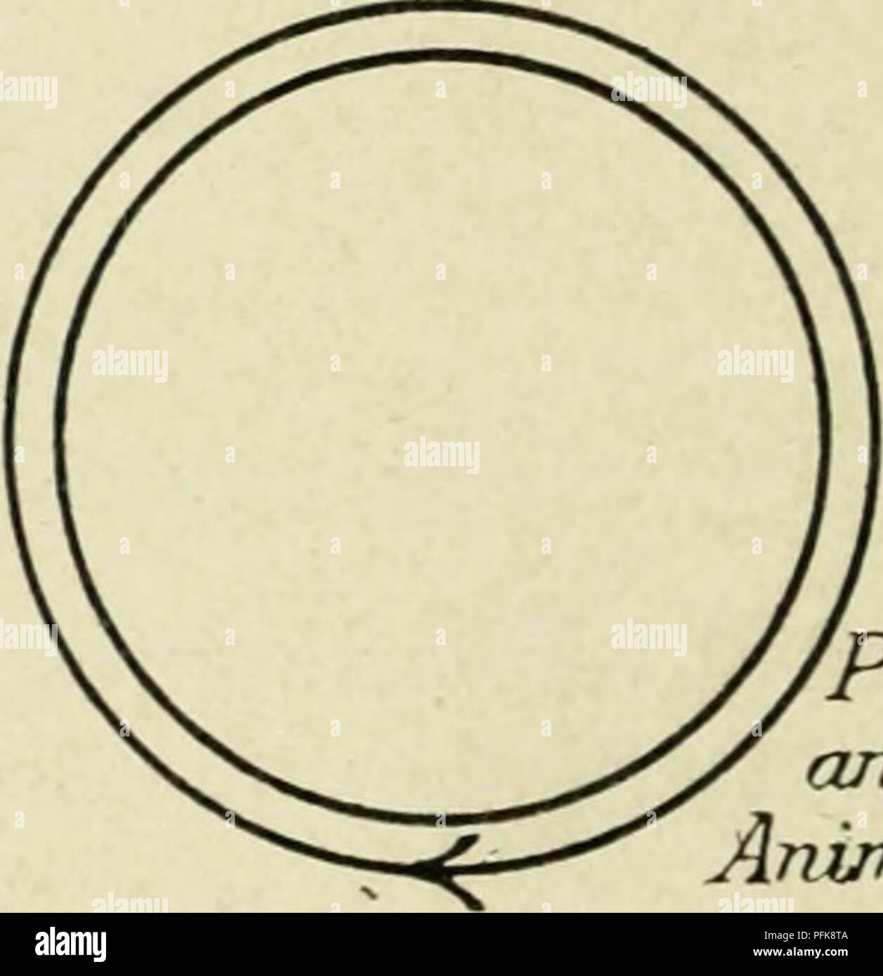 This work explores cytology with an emphasis on the metazoan nucleus ...