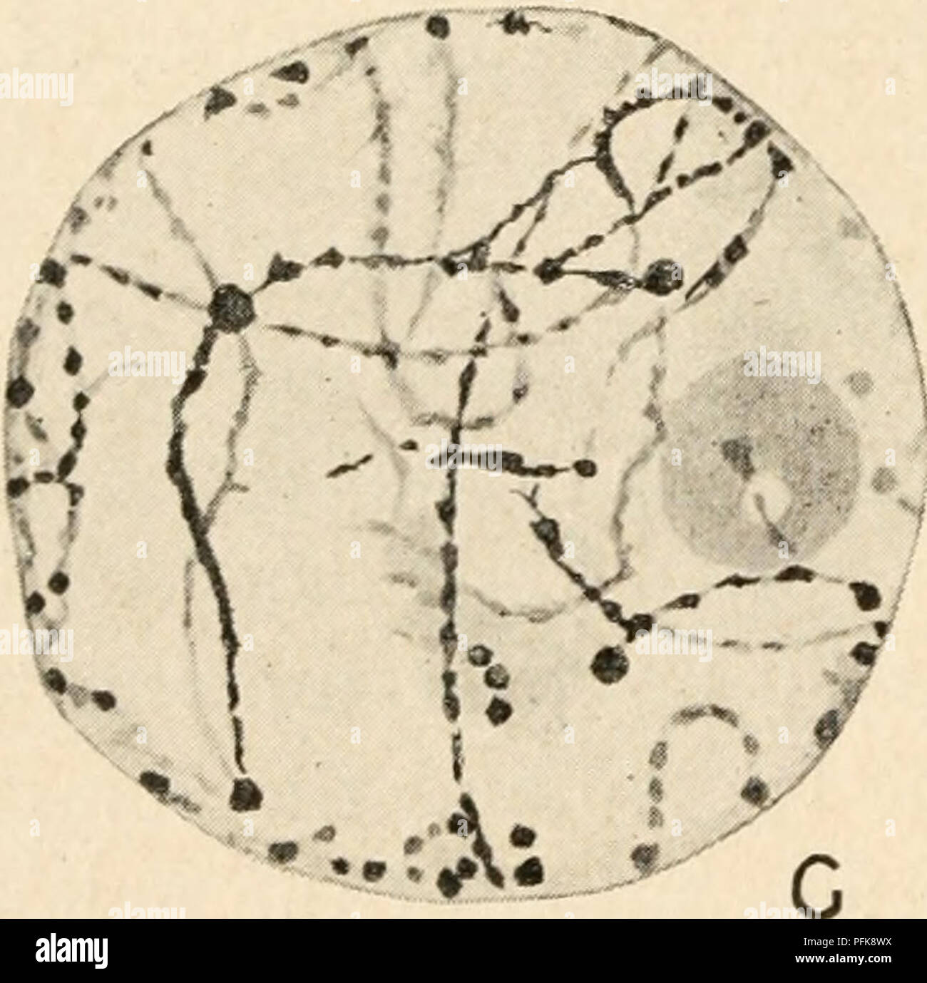 This cytology study illustrates the early stages of oogenesis in the ...