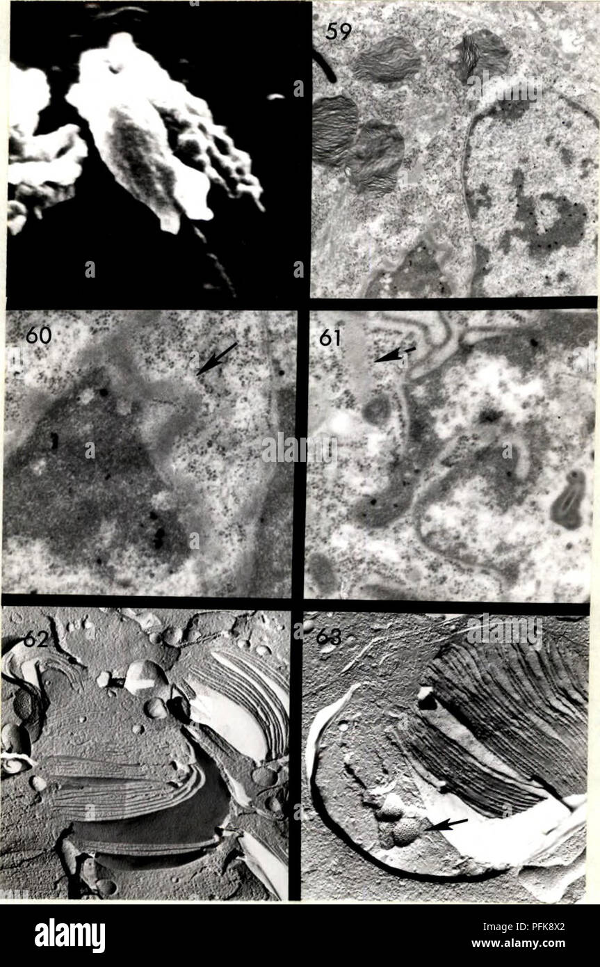 The image displays a study of a virus affecting the Aedes triseriatus ...