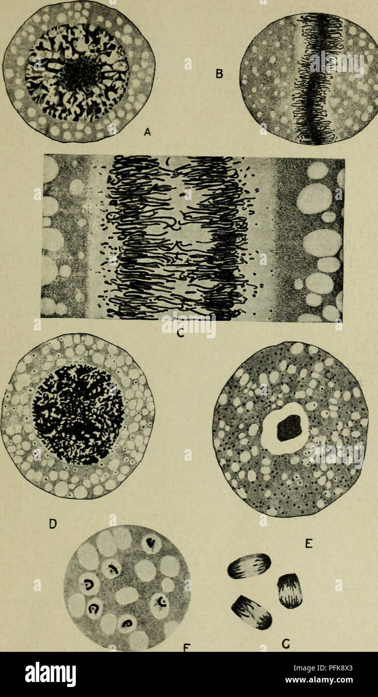 This text discusses cellular structures, with a focus on the metazoan ...