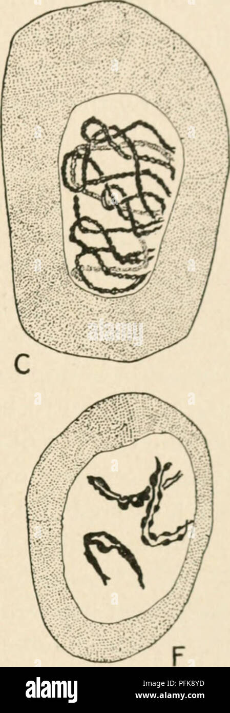 Planaria reproduction hi-res stock photography and images - Alamy