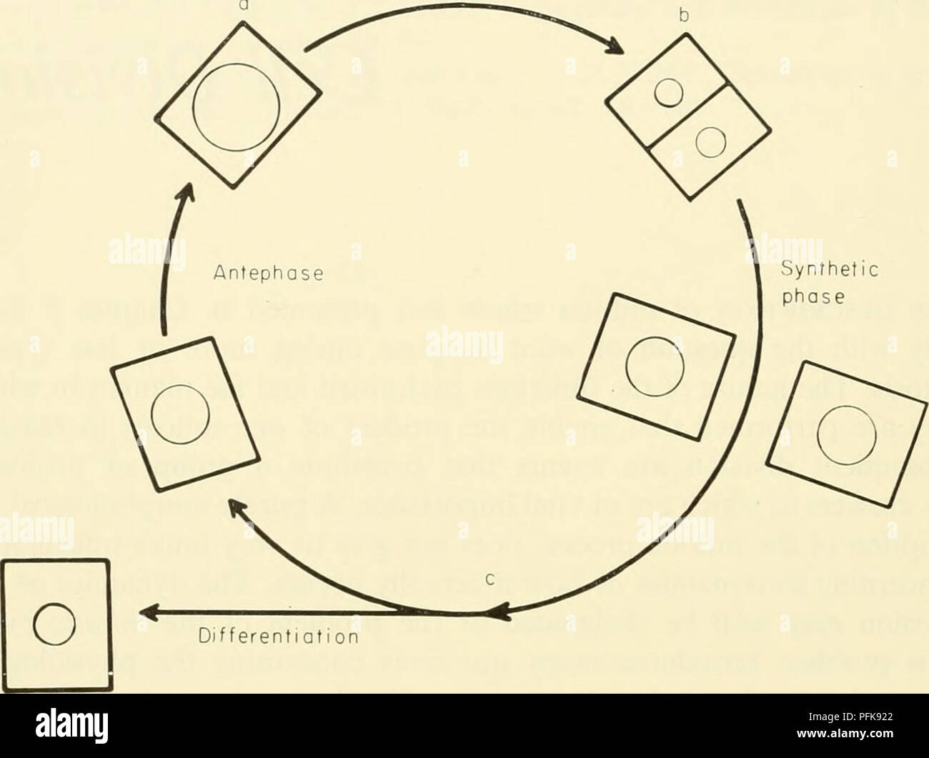 Interphase Definition