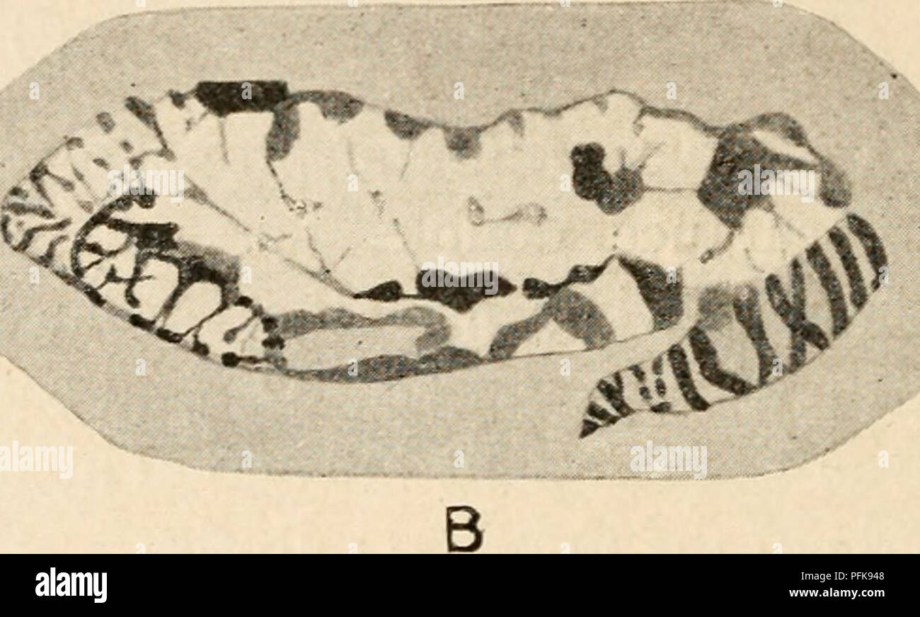 This Work On Cytology Explores The Structure And Function Of The