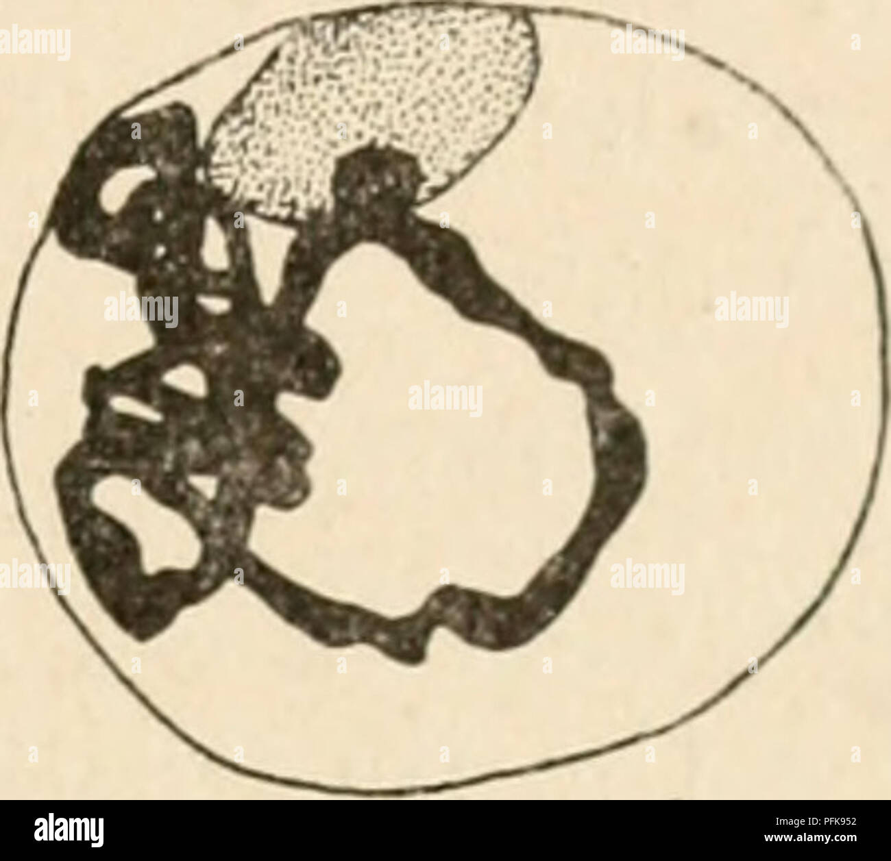 This work delves into the study of metazoan cells, focusing on the ...