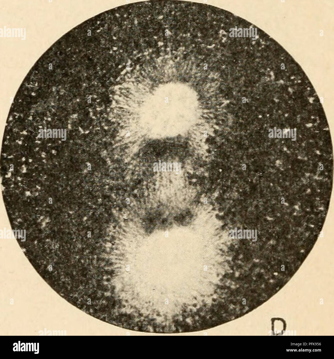 Metaphase in mitosis hi-res stock photography and images - Alamy
