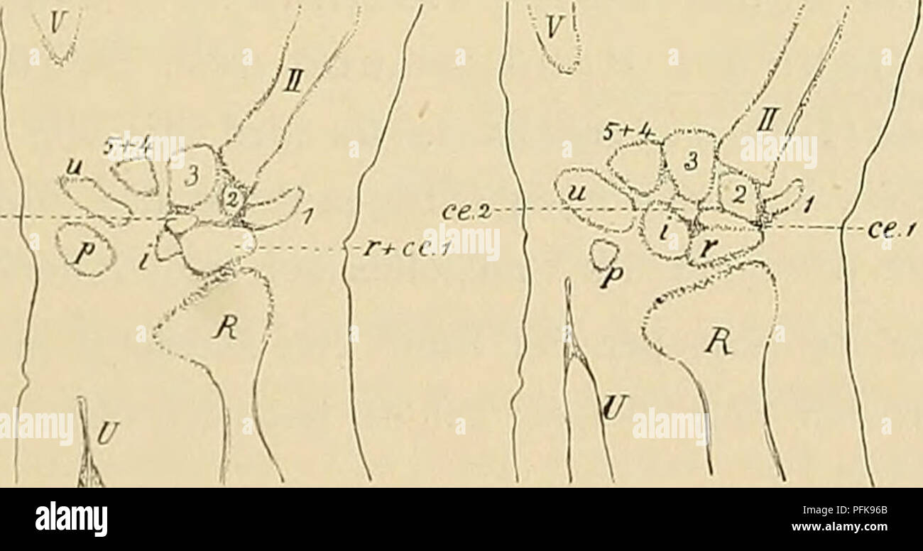 This academic paper discusses the development and morphology of the ...