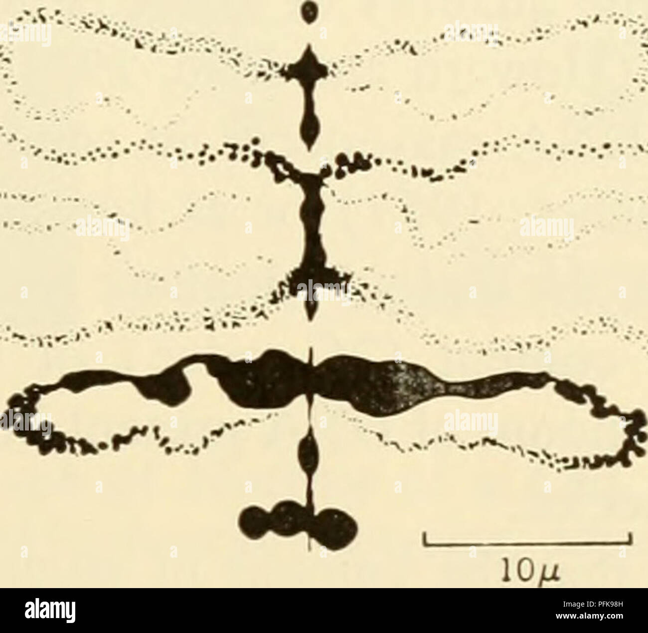 . Cytology. Cytology. Figure 4-22. Diagrammatic Representation of ...