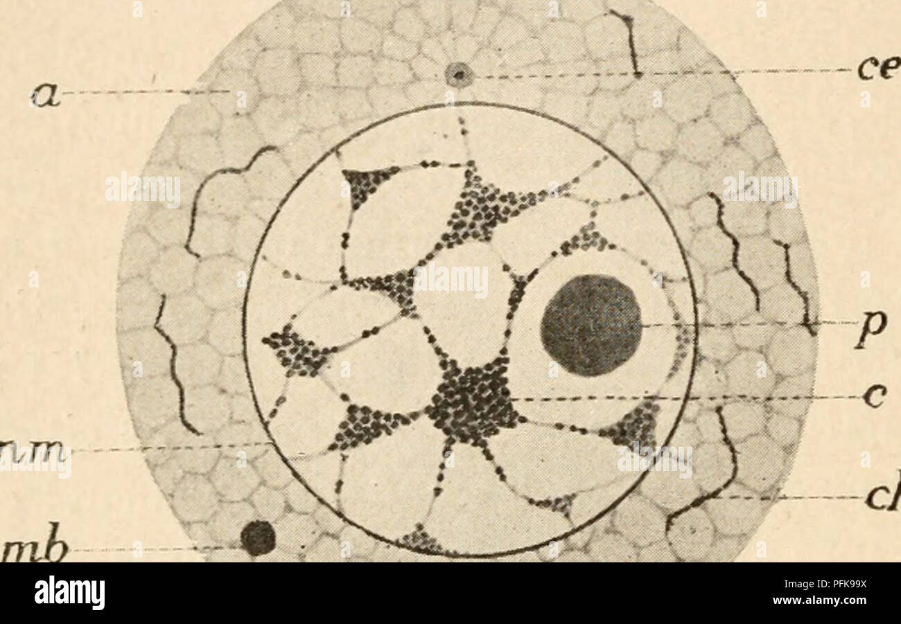 Cytoplasm Scrambled Cytoplasm From Frog Eggs Organizes Into Cell Like