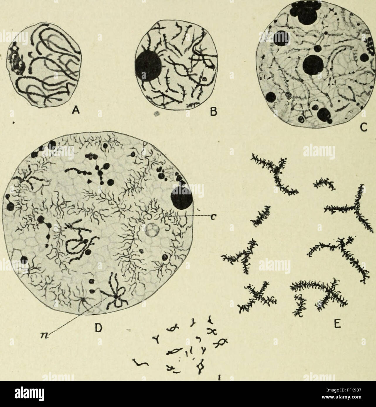 Oogenesis And Spermatogenesis In Fish