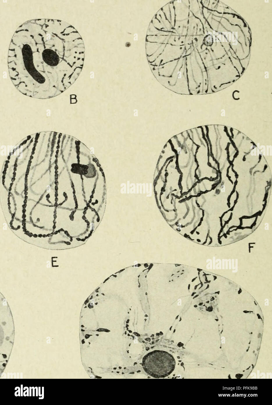 This scientific illustration explores the early stages of oogenesis in ...