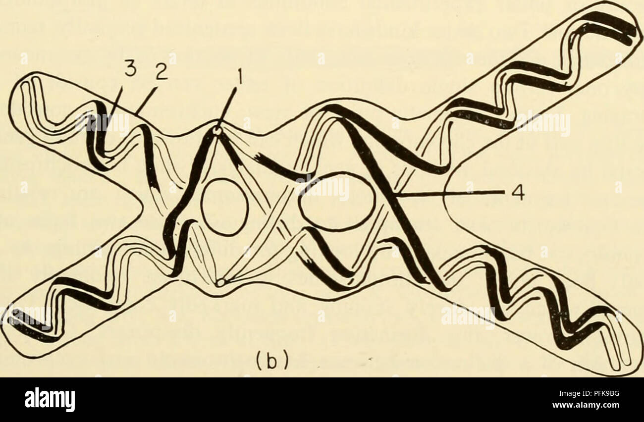 . Cytology. Cytology. Figure 4-12. (a) Somatic Chromosome at Anaphase ...