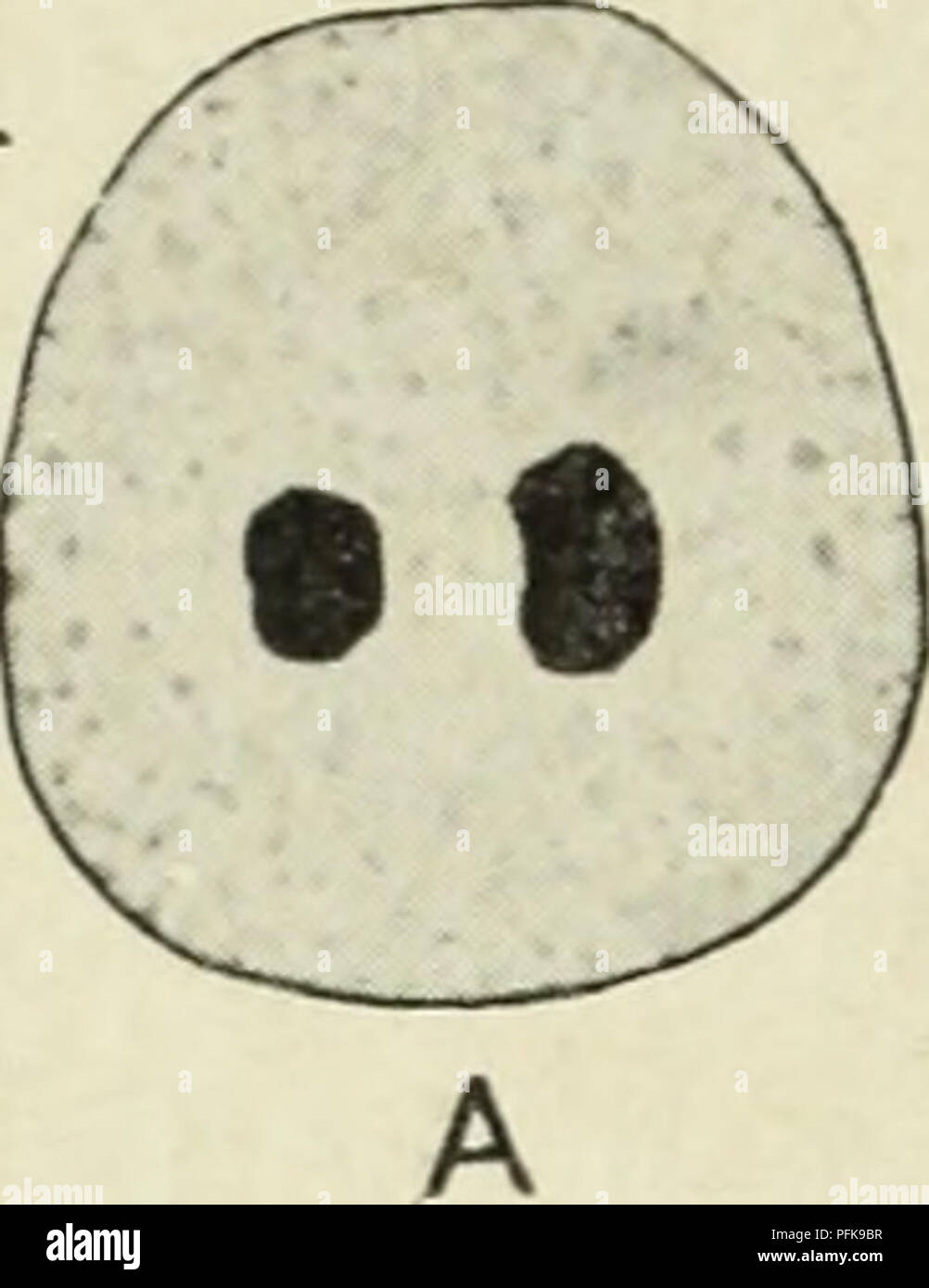 Primary polar body hi-res stock photography and images - Alamy