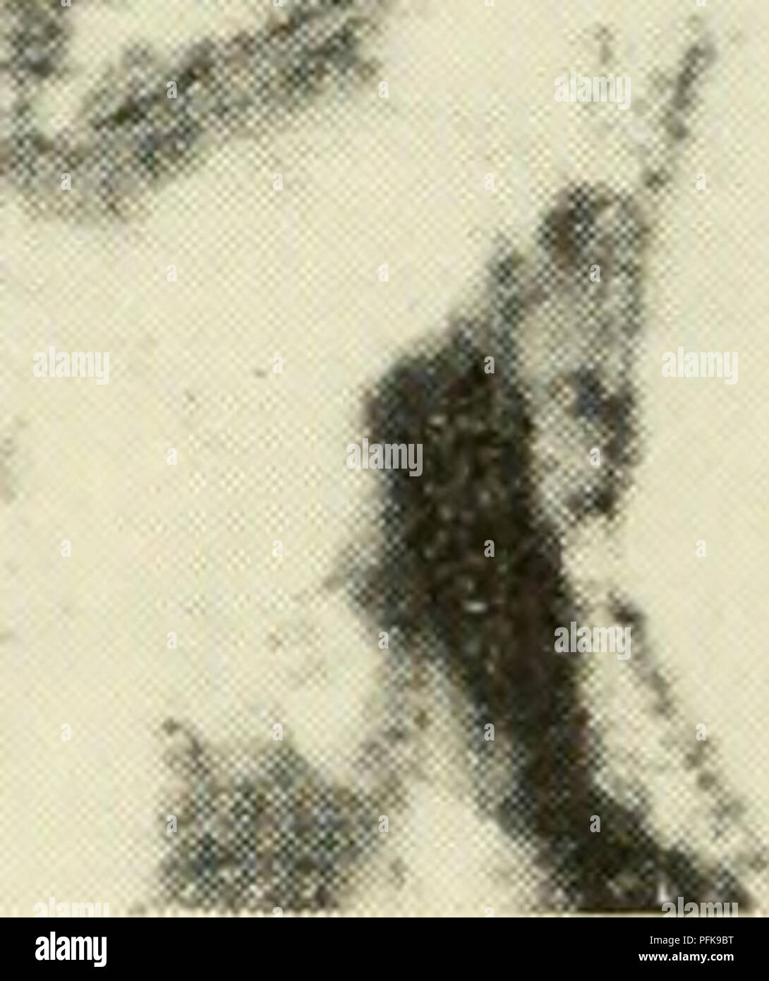 . Cytology. Cytology. !>;»--'""" "'**fe*/ Figure 4-10. Electron ...