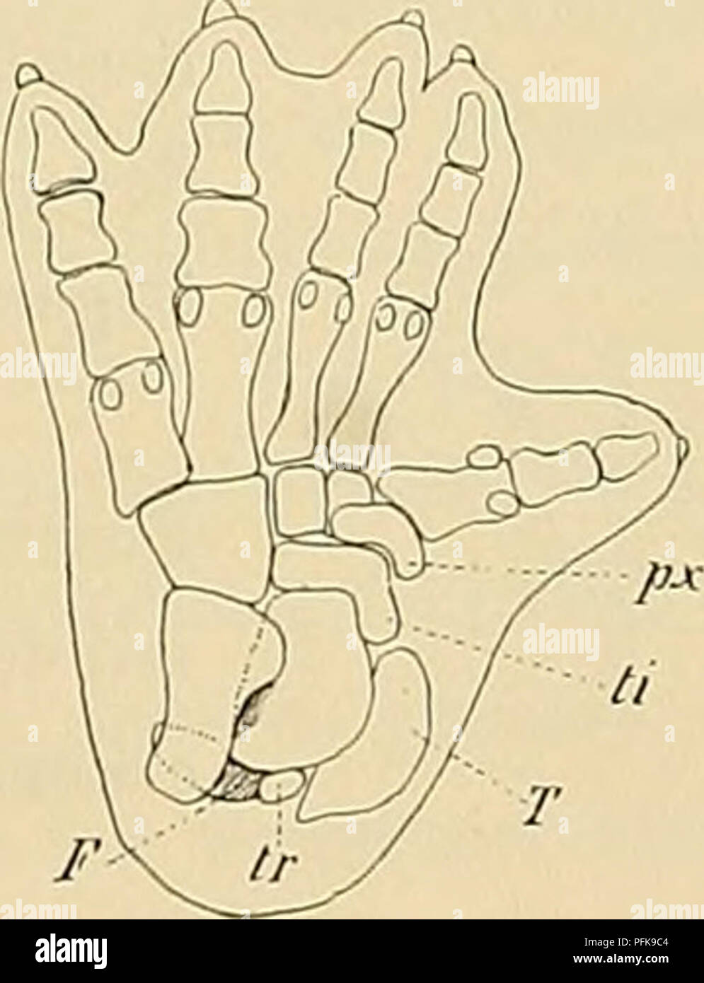 This publication presents reconstructions of the foot skeleton of ...