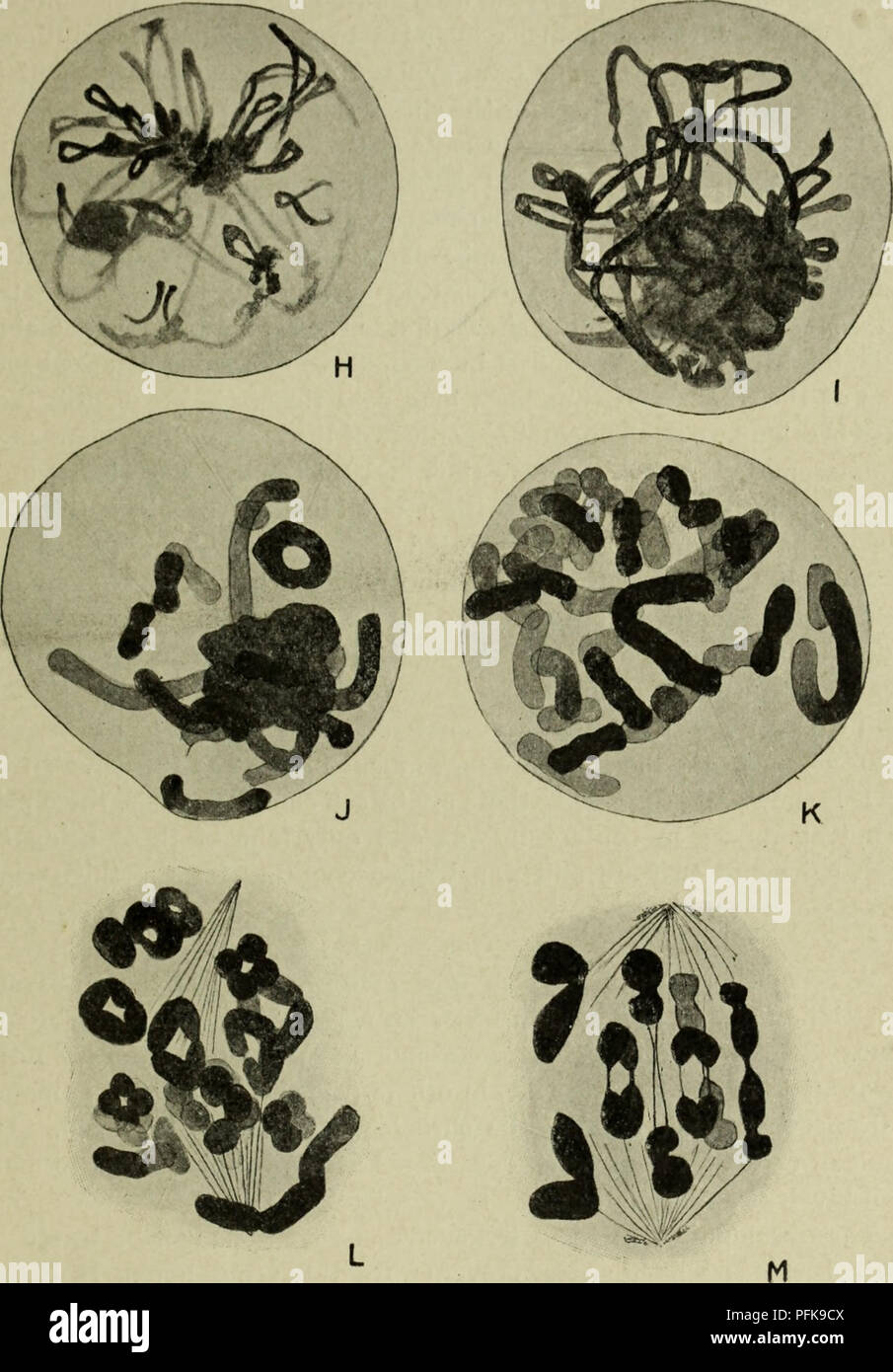 Meiosis Stages Under Microscope
